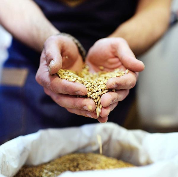 Malting Barley for Brewers | Malted Grains for Home Brewing